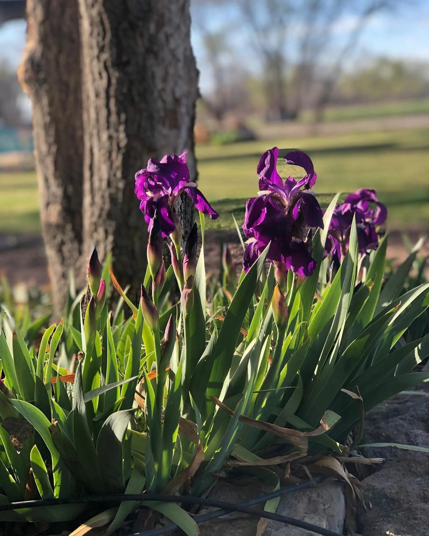 Ethos — Sweet Mercy Farms