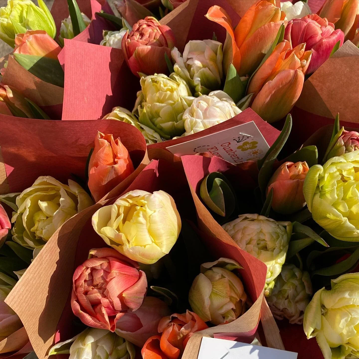 It's Tulip Time! — Cumberland Flower Farm