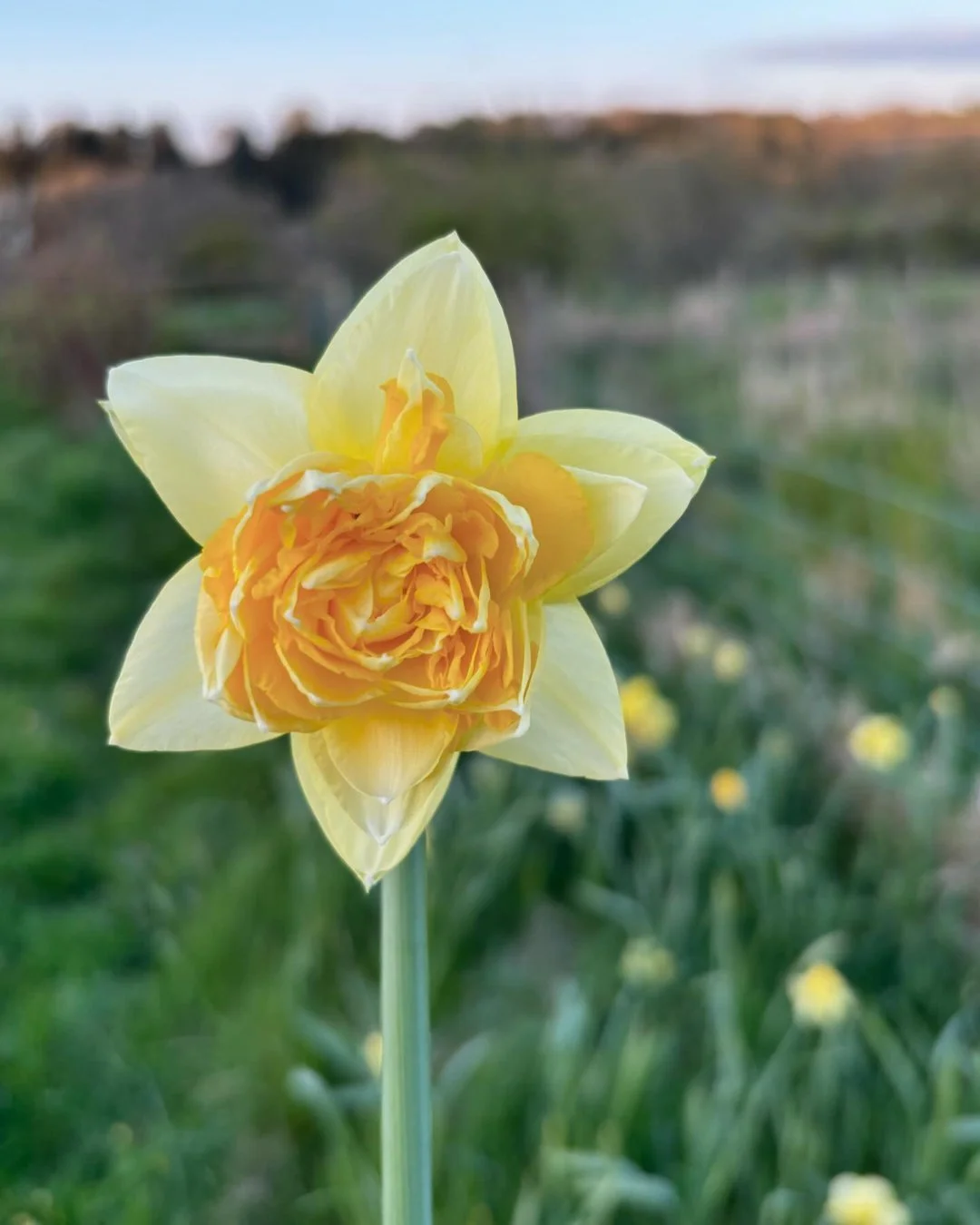 Cumberland Flower Farm
