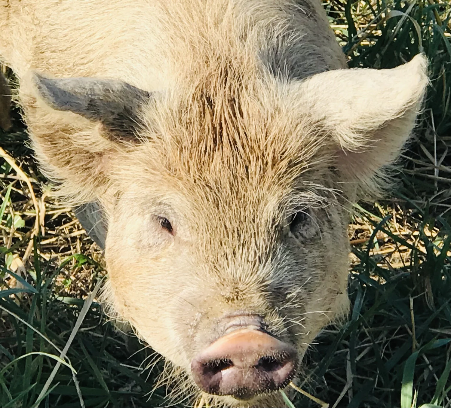 Park View Farm
