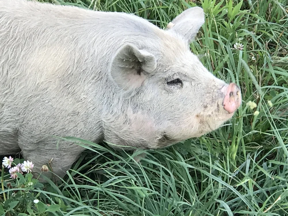 Park View Farm