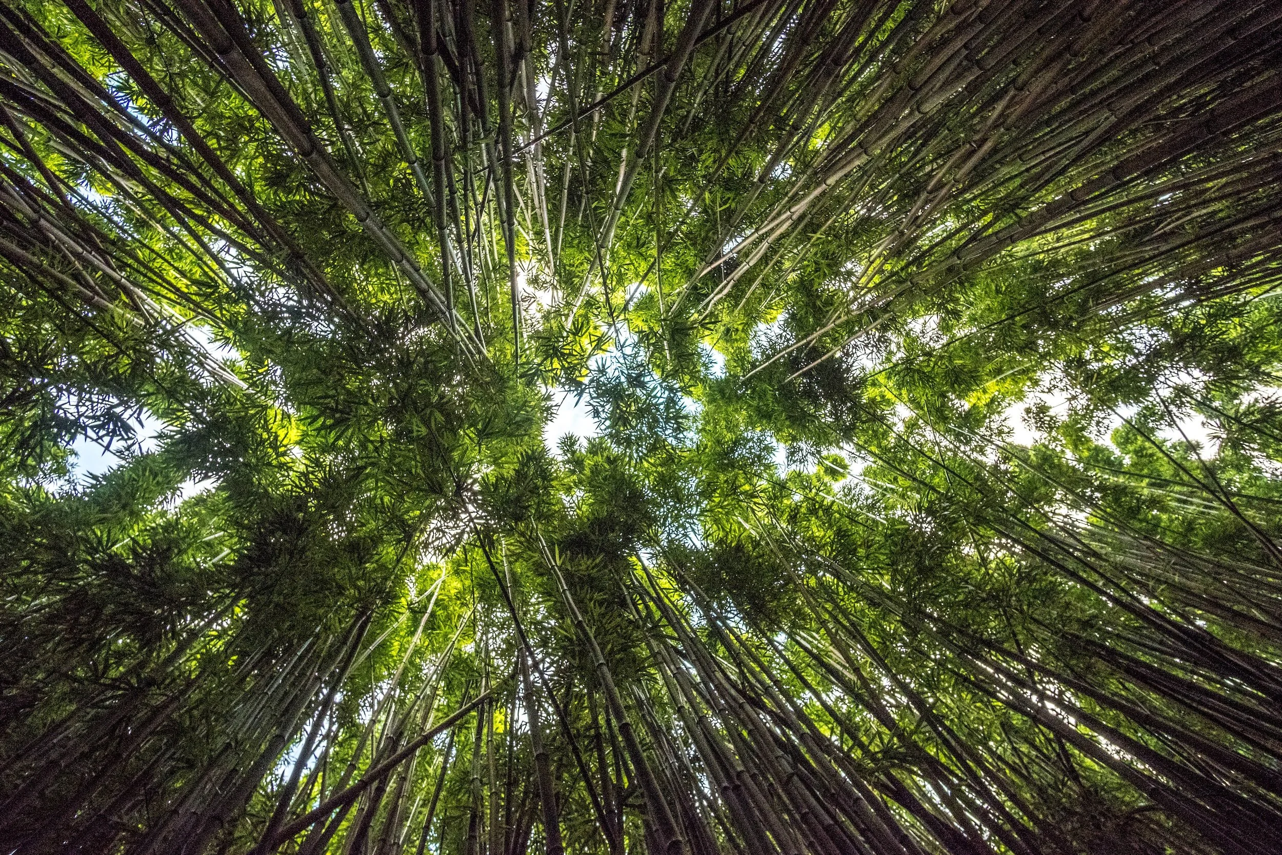 Earth Guardians