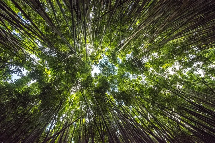 Earth Guardians