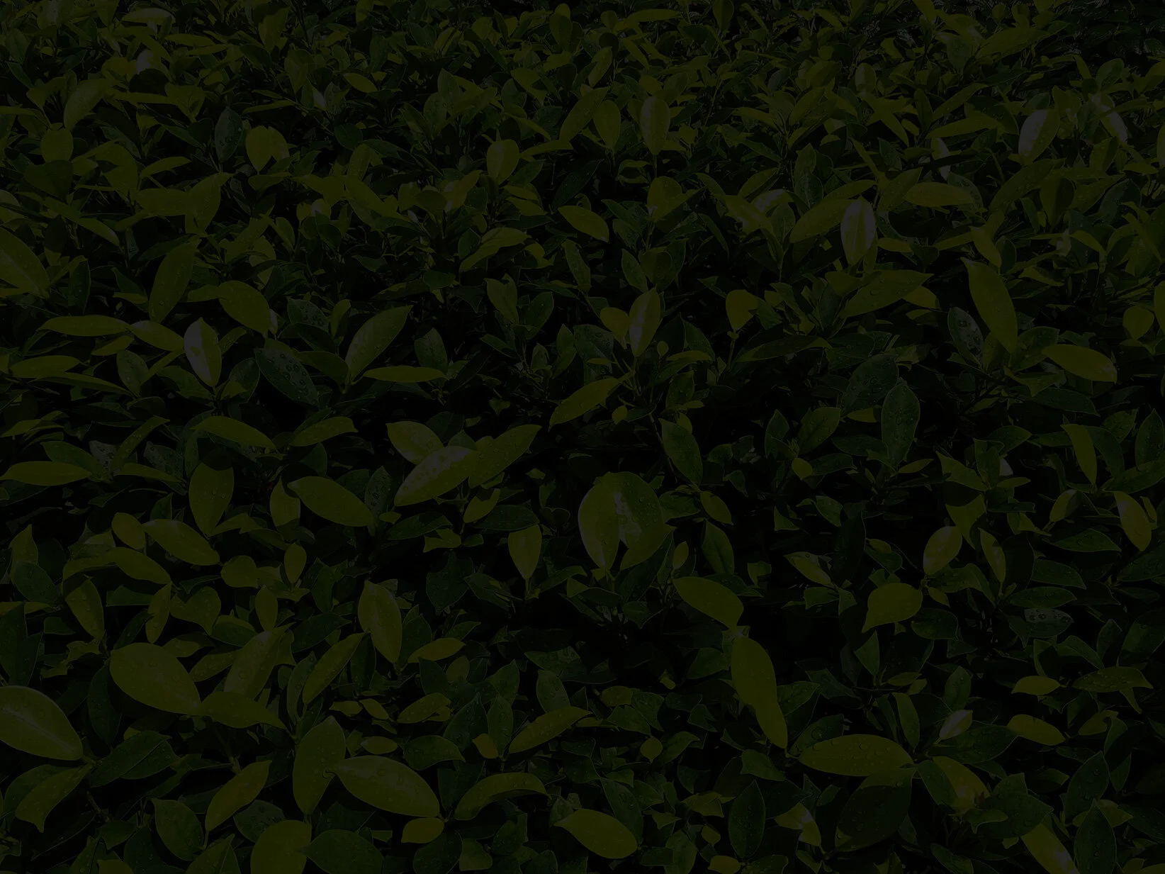 Welcome to Jan Larsen Art