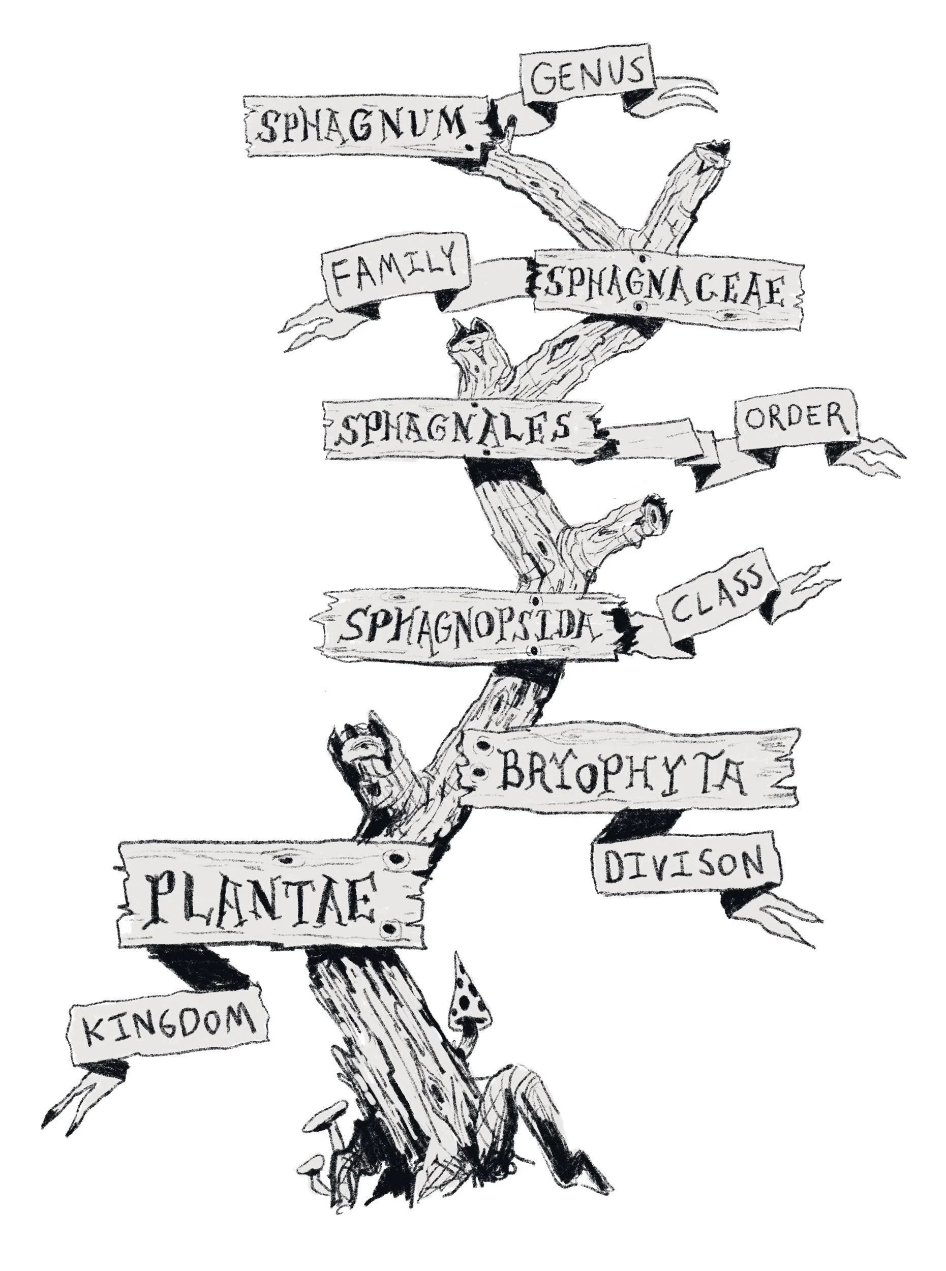 A Wizard's Guide to Sphagnum — Zachary Shaffer Design