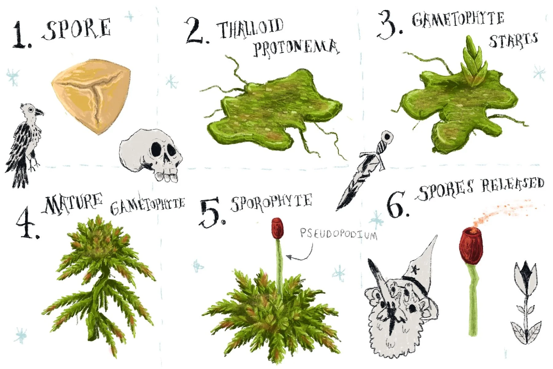 A Wizard's Guide to Sphagnum — Zachary Shaffer Design