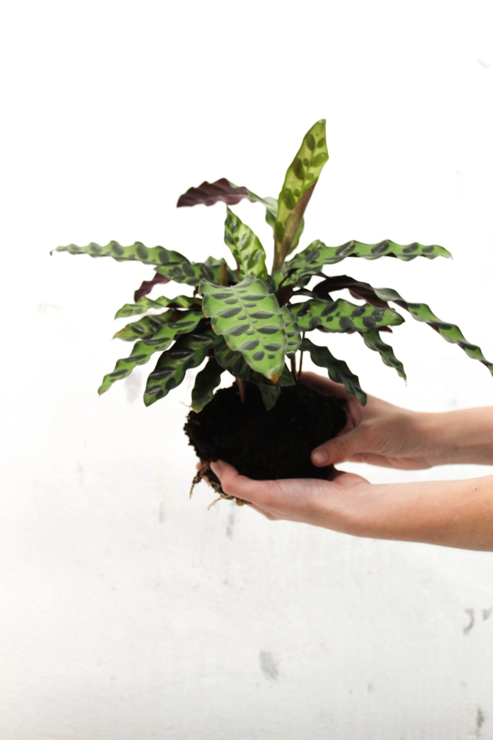 Luna Botanicals - Home