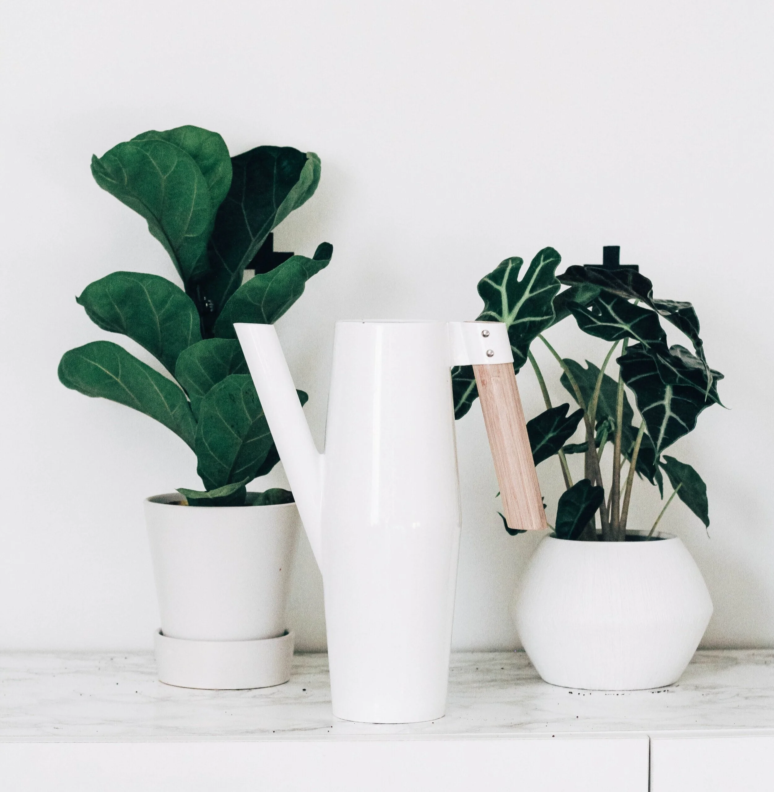 Plant Care 101: Light, Soil and Water — Luna Botanicals