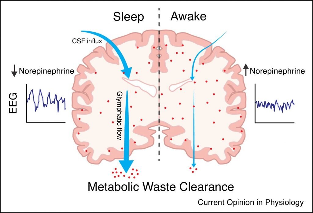 The Glymphatic System: Keeping the Brain Waste-Free — SamataSoul