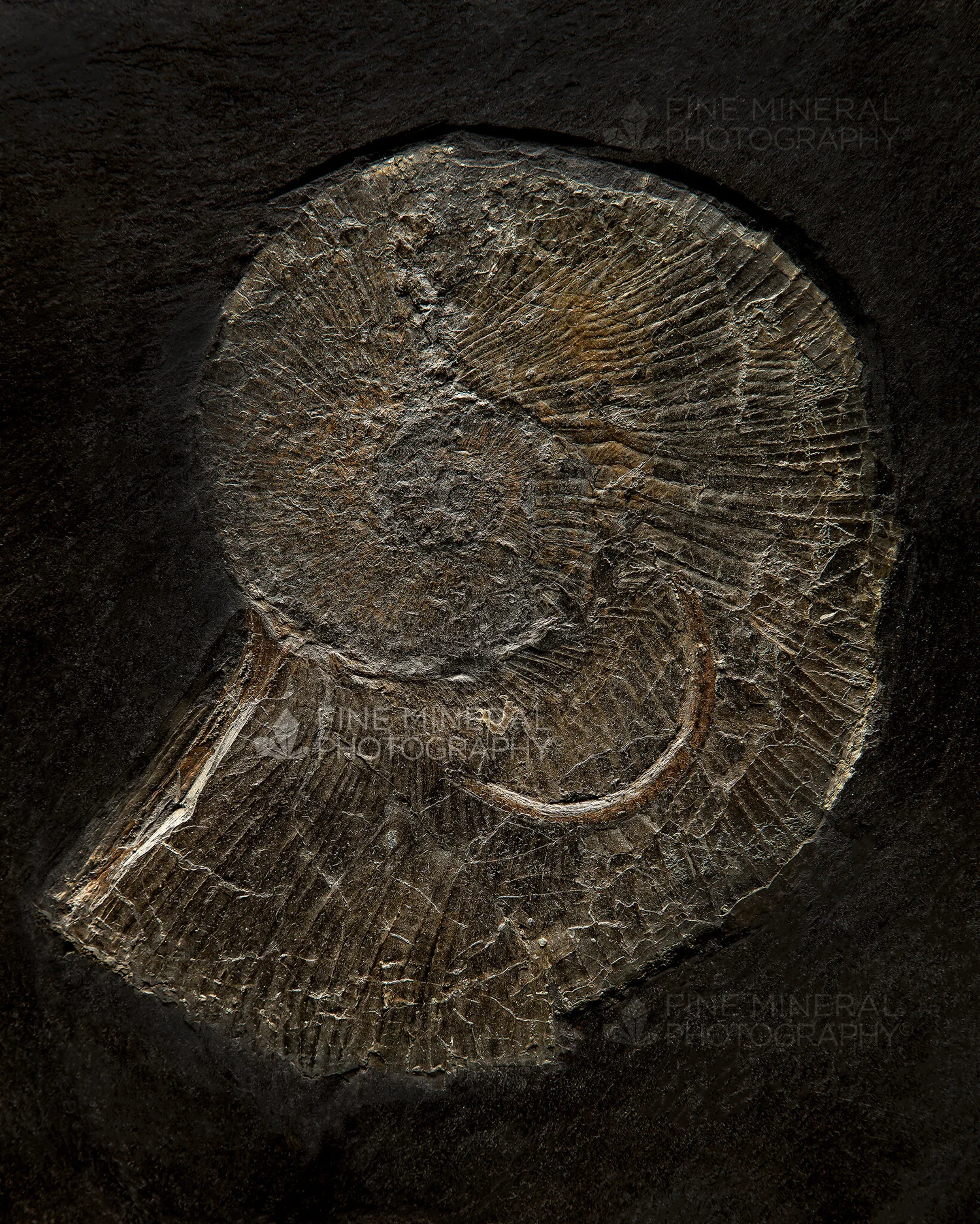 Fossils — finemineralphotography