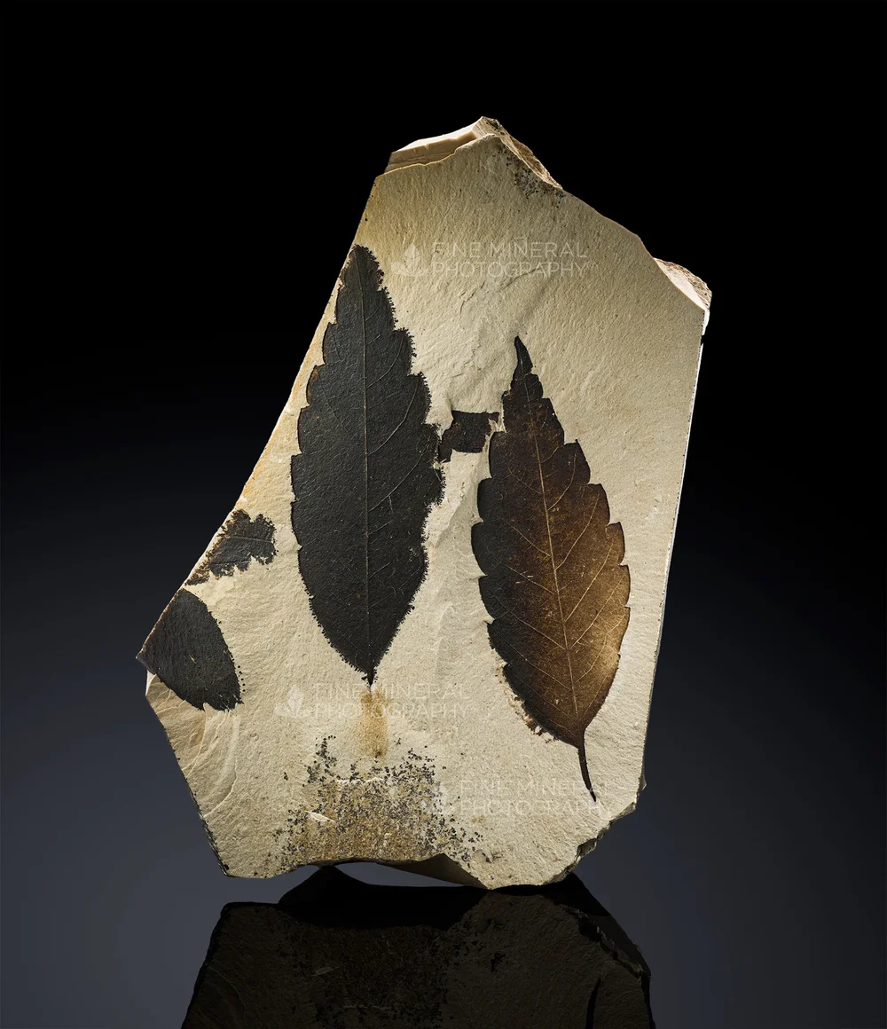 Fossils — finemineralphotography