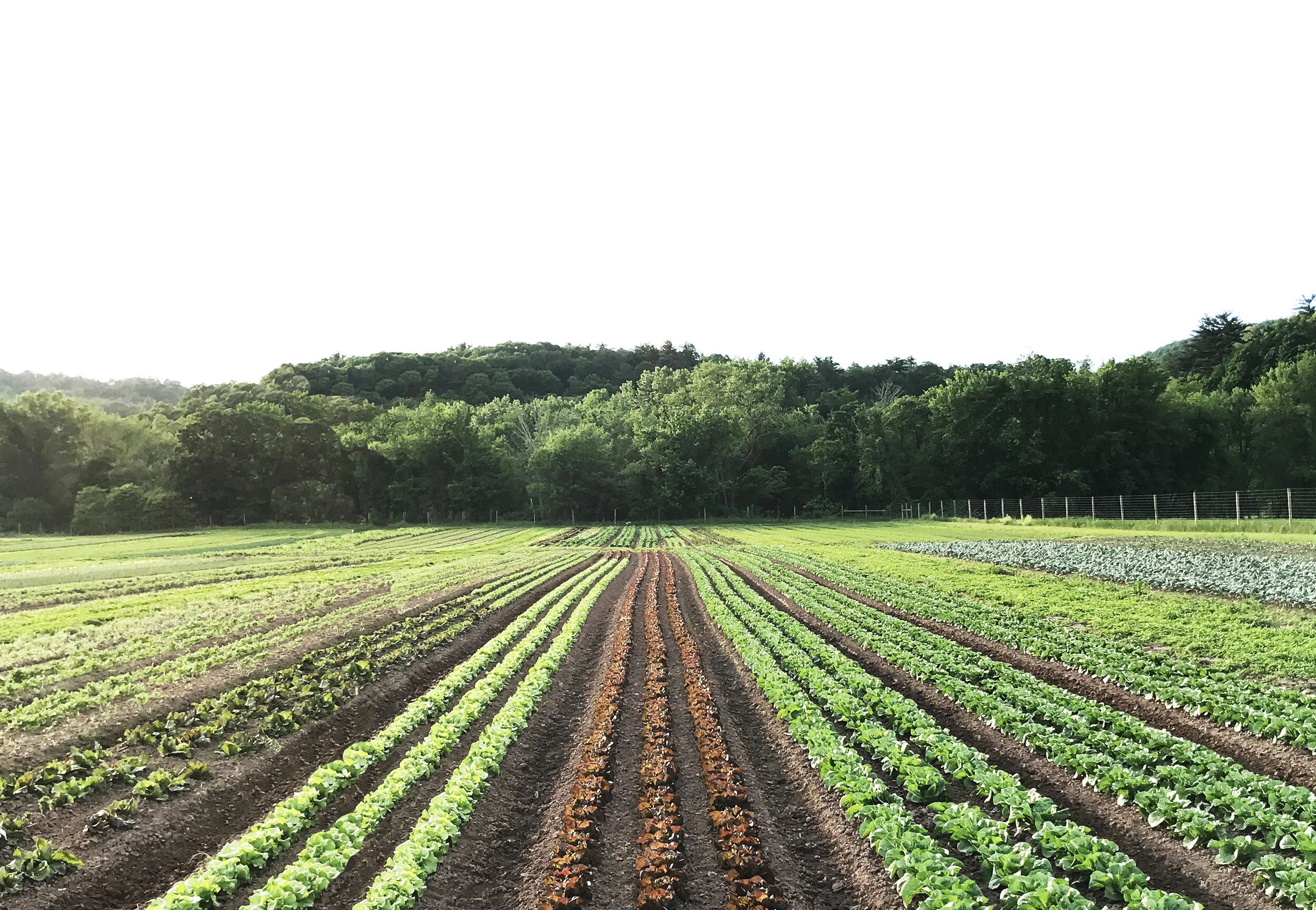 Farm Field Rows