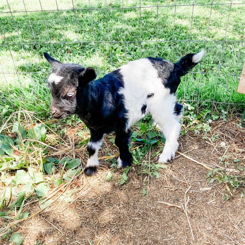 Kids — Little Acres Farm