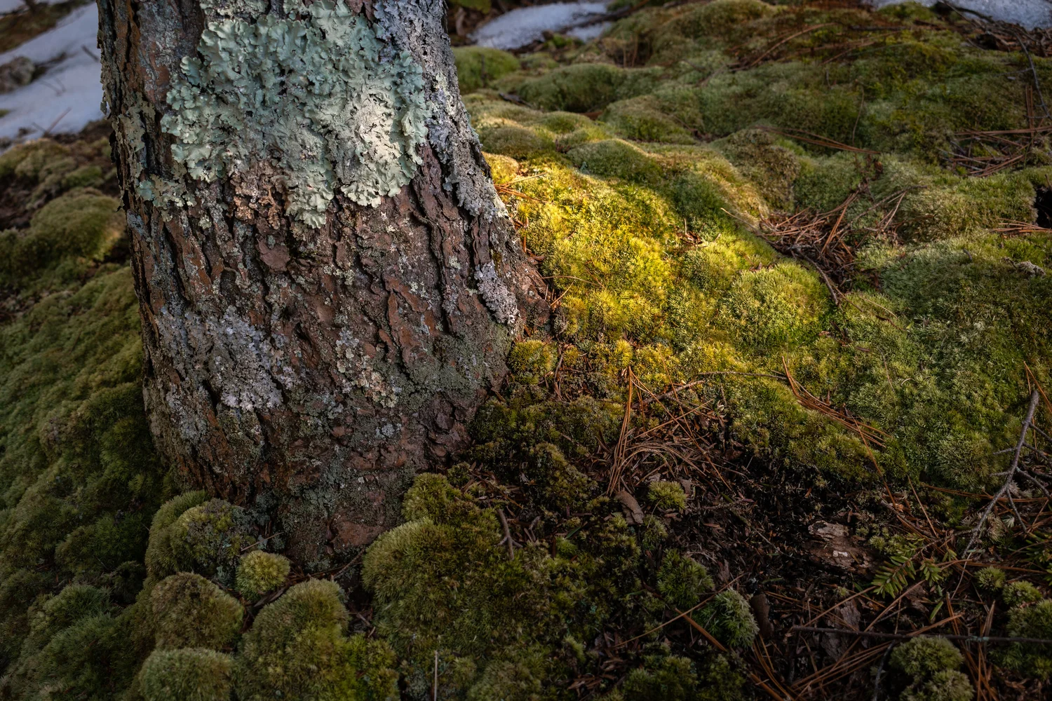 Lichen Adventure — The Microbe Institute