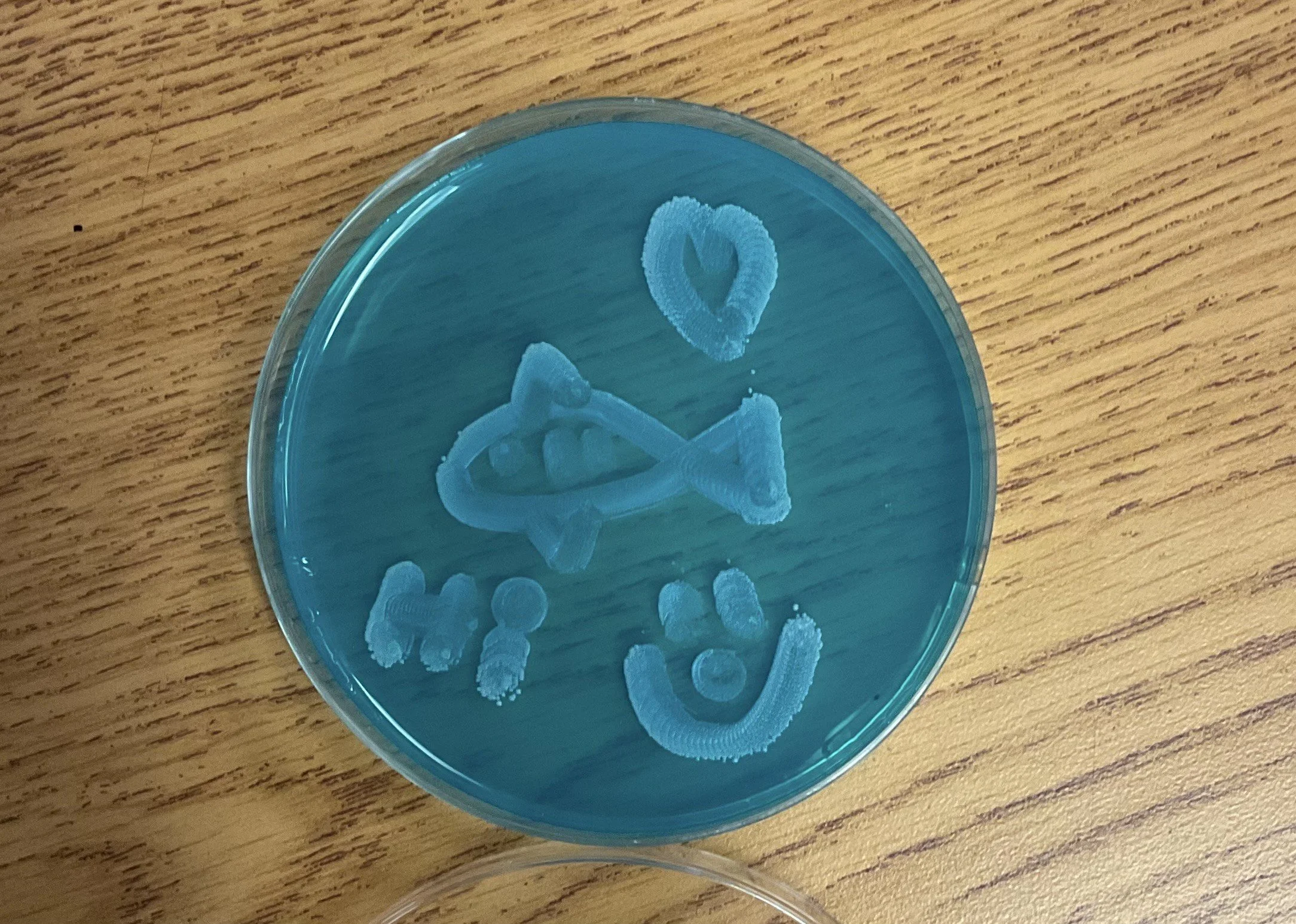 Microbial Art — The Microbe Institute