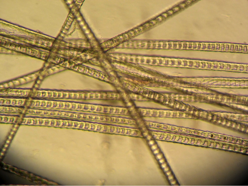 Meet the fellows — The Microbe Institute