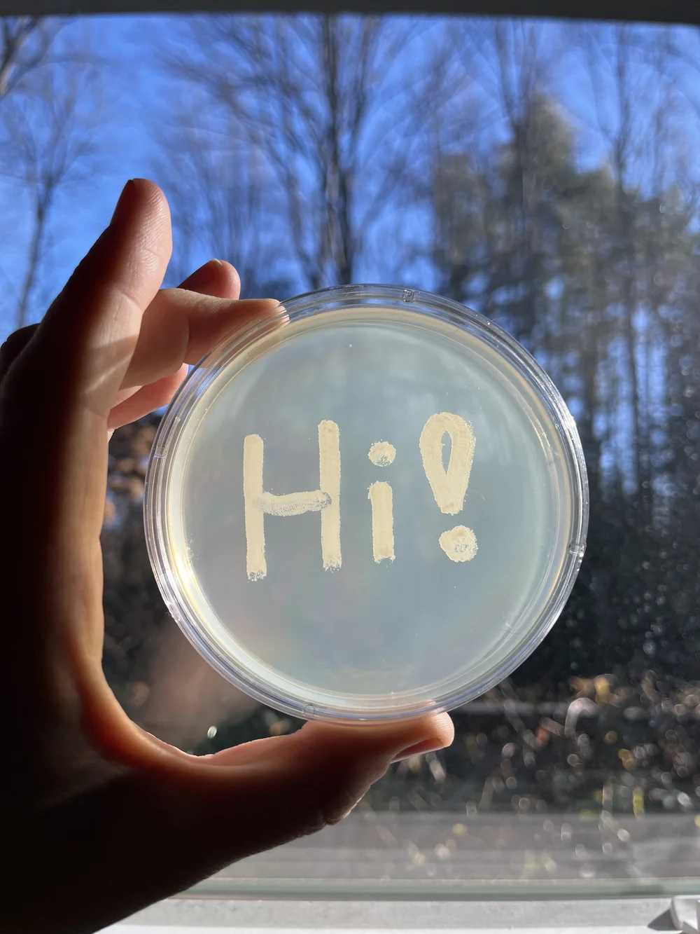 Microbial Art — The Microbe Institute