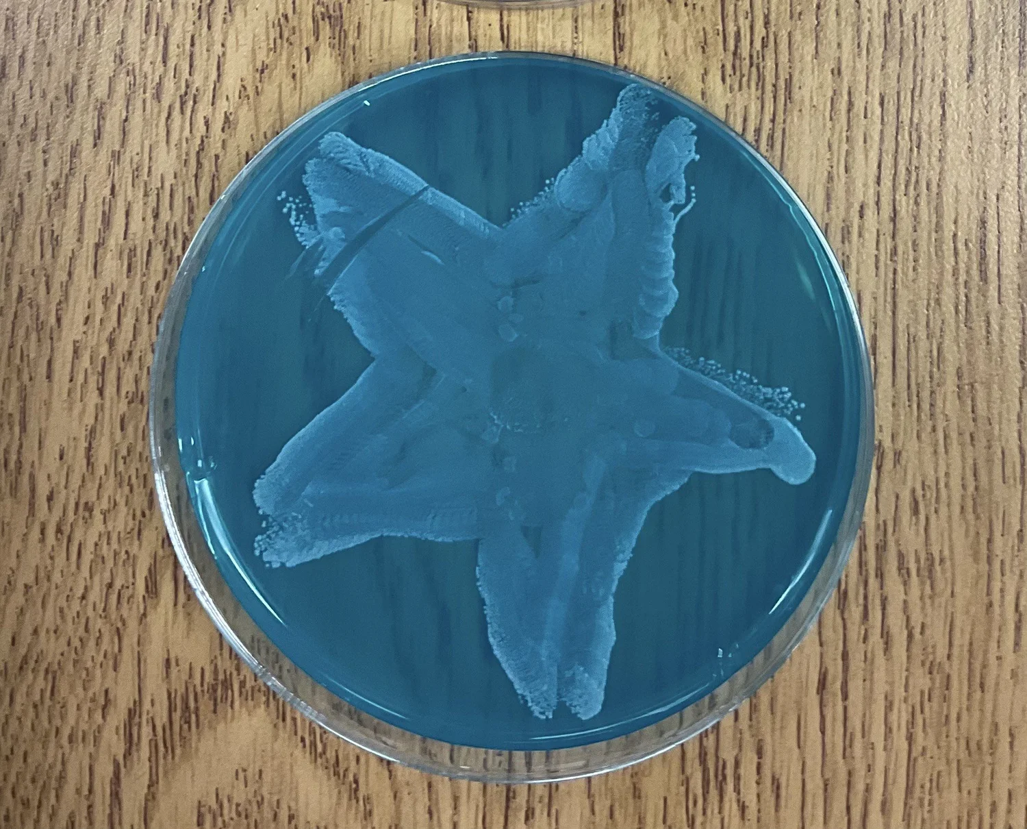 Microbial Art — The Microbe Institute