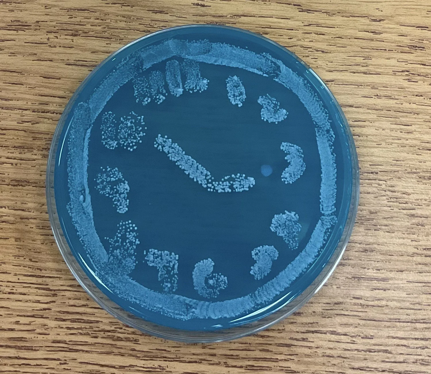 Microbial Art — The Microbe Institute