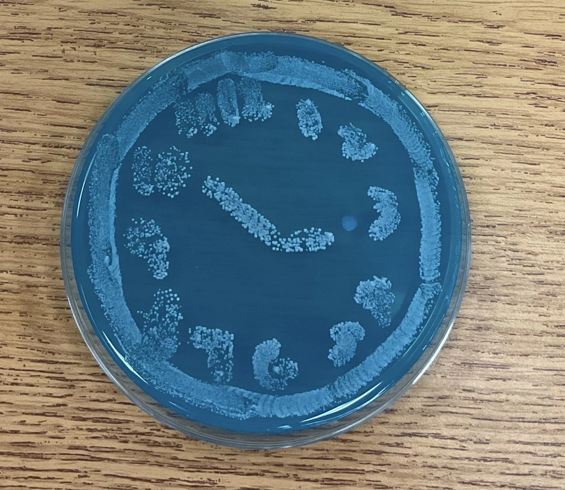 Microbial Art — The Microbe Institute