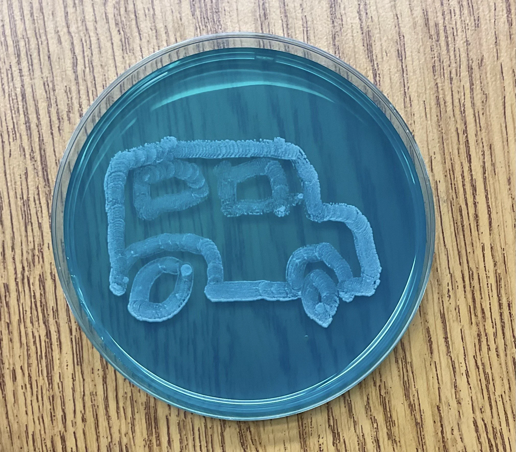 Microbial Art — The Microbe Institute