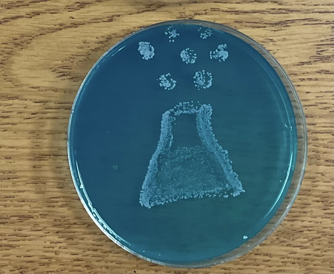 Microbial Art — The Microbe Institute