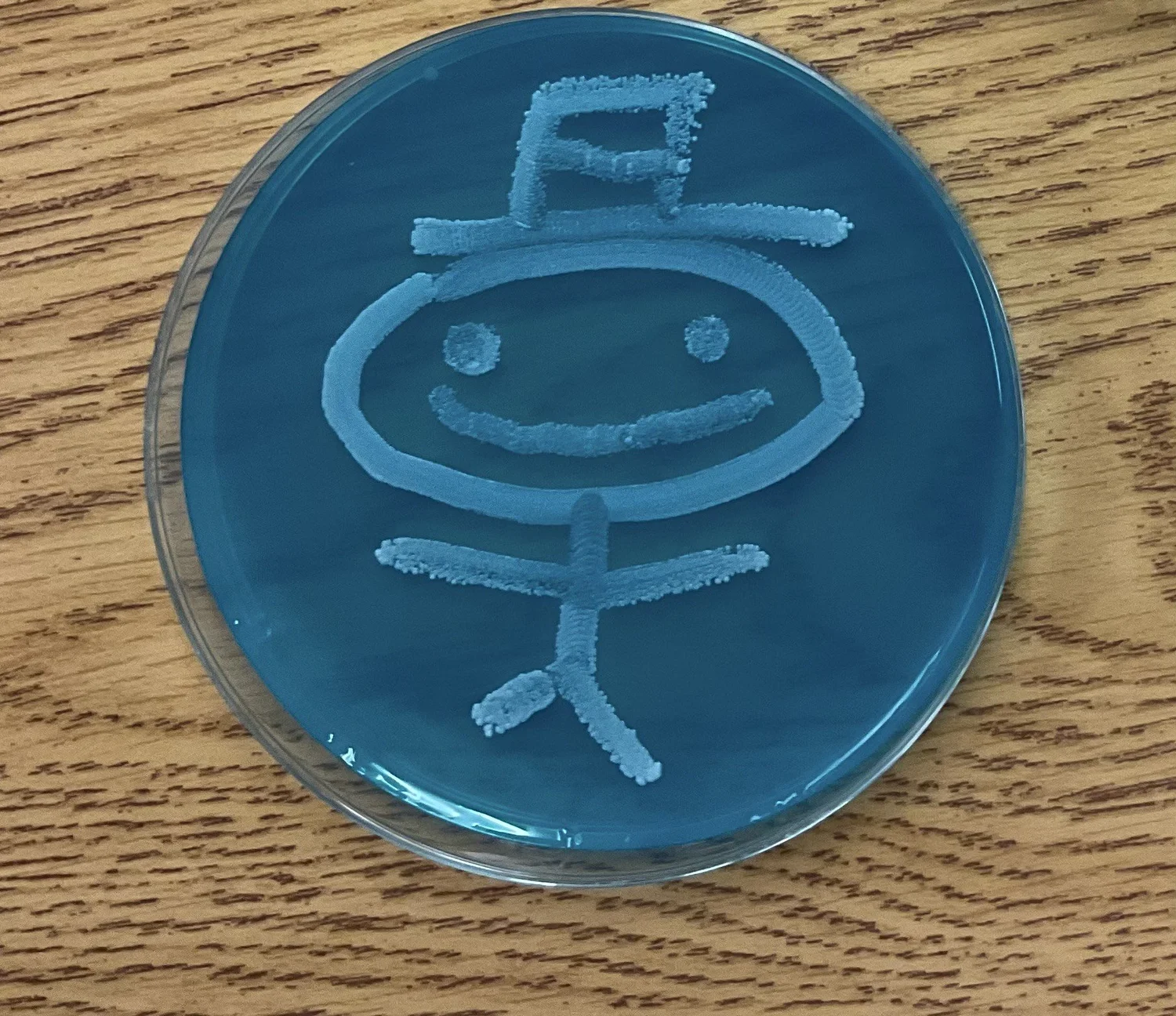 Microbial Art — The Microbe Institute