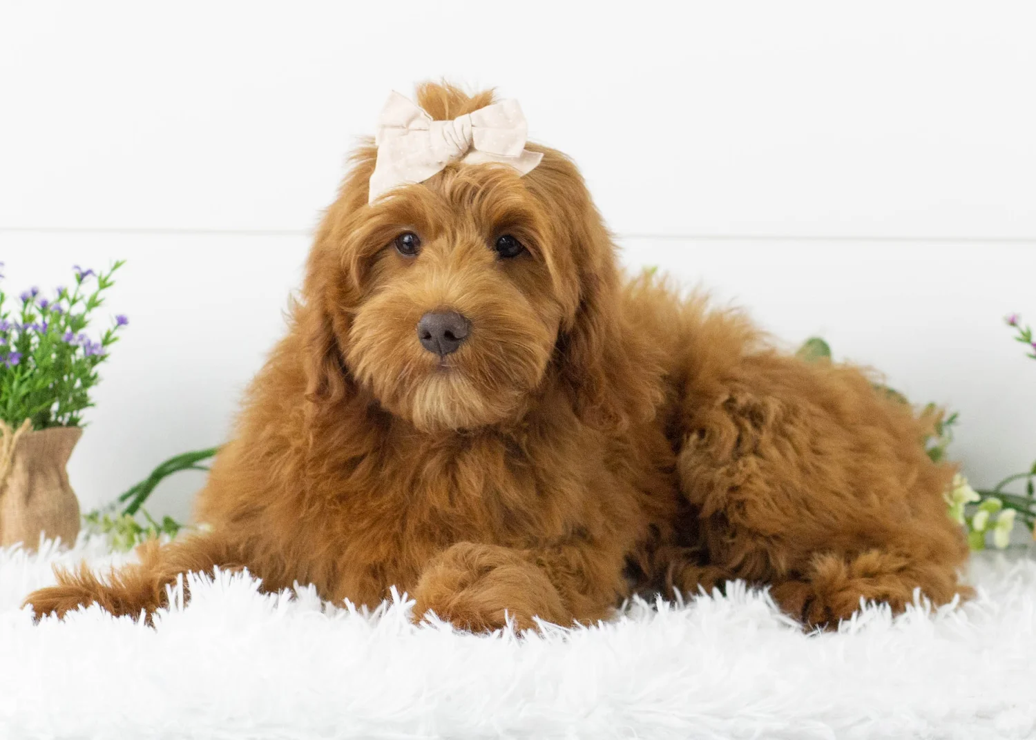 Mini Goldendoodles for Adoption — Family Bred Puppies