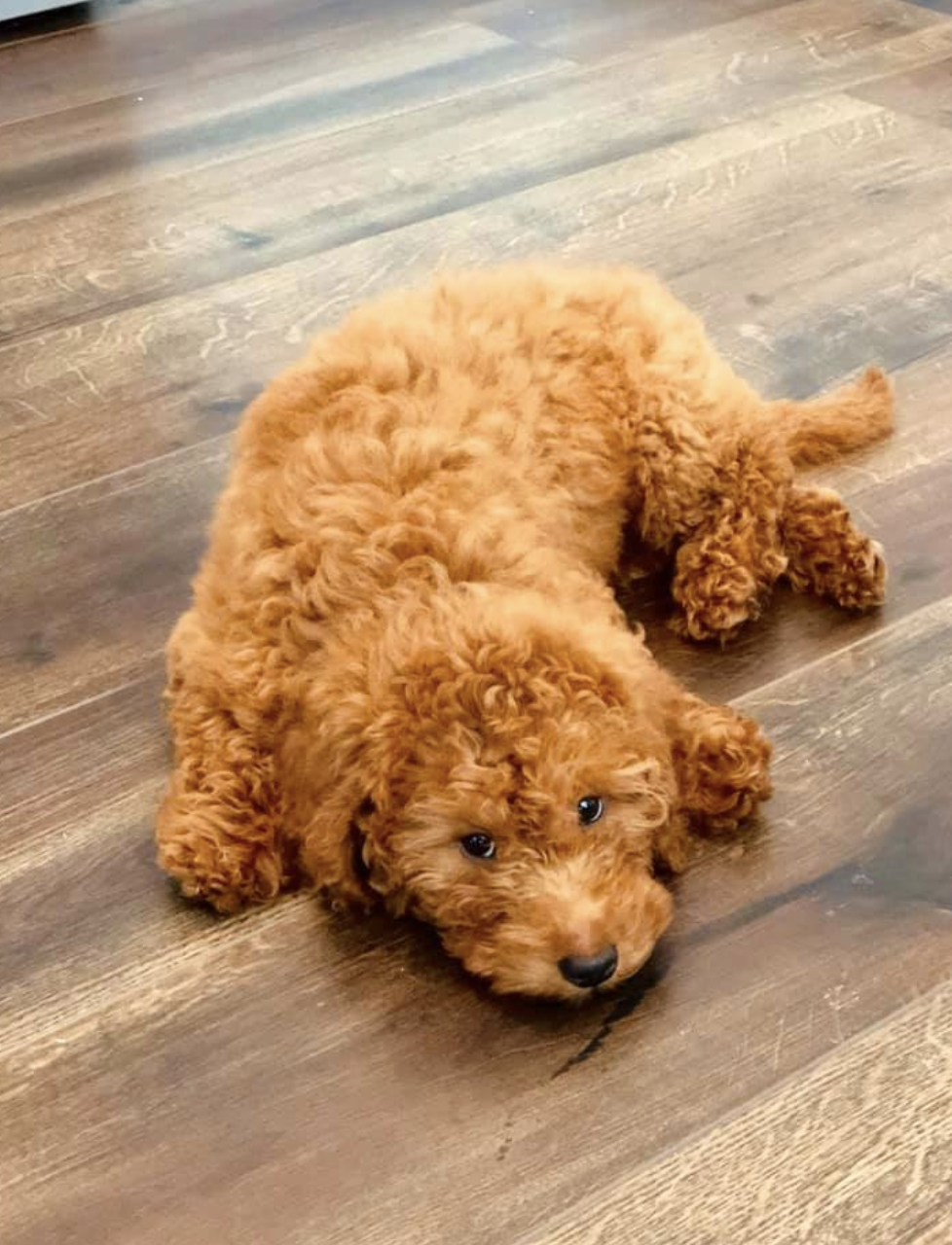 Testimonials — Family Bred Puppies