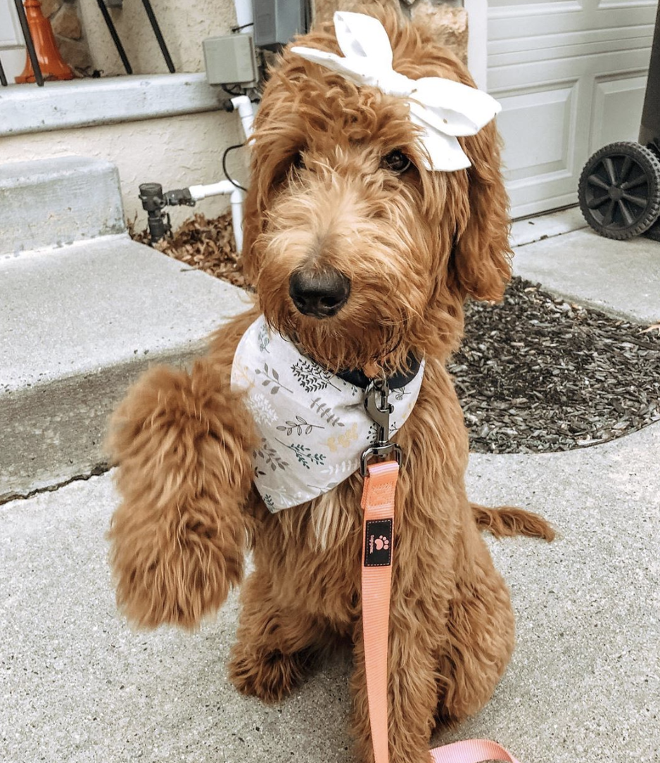 Testimonials — Family Bred Puppies