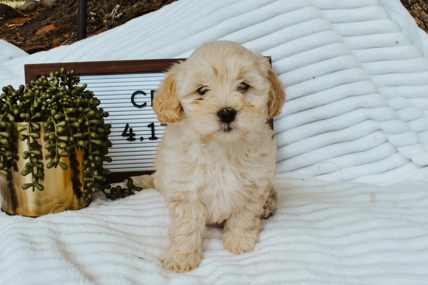 Micro Mini Goldendoodles — Family Bred Puppies