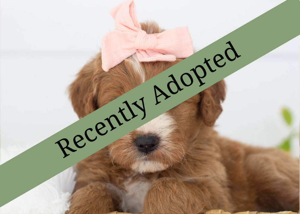Mini Goldendoodles for Adoption — Family Bred Puppies
