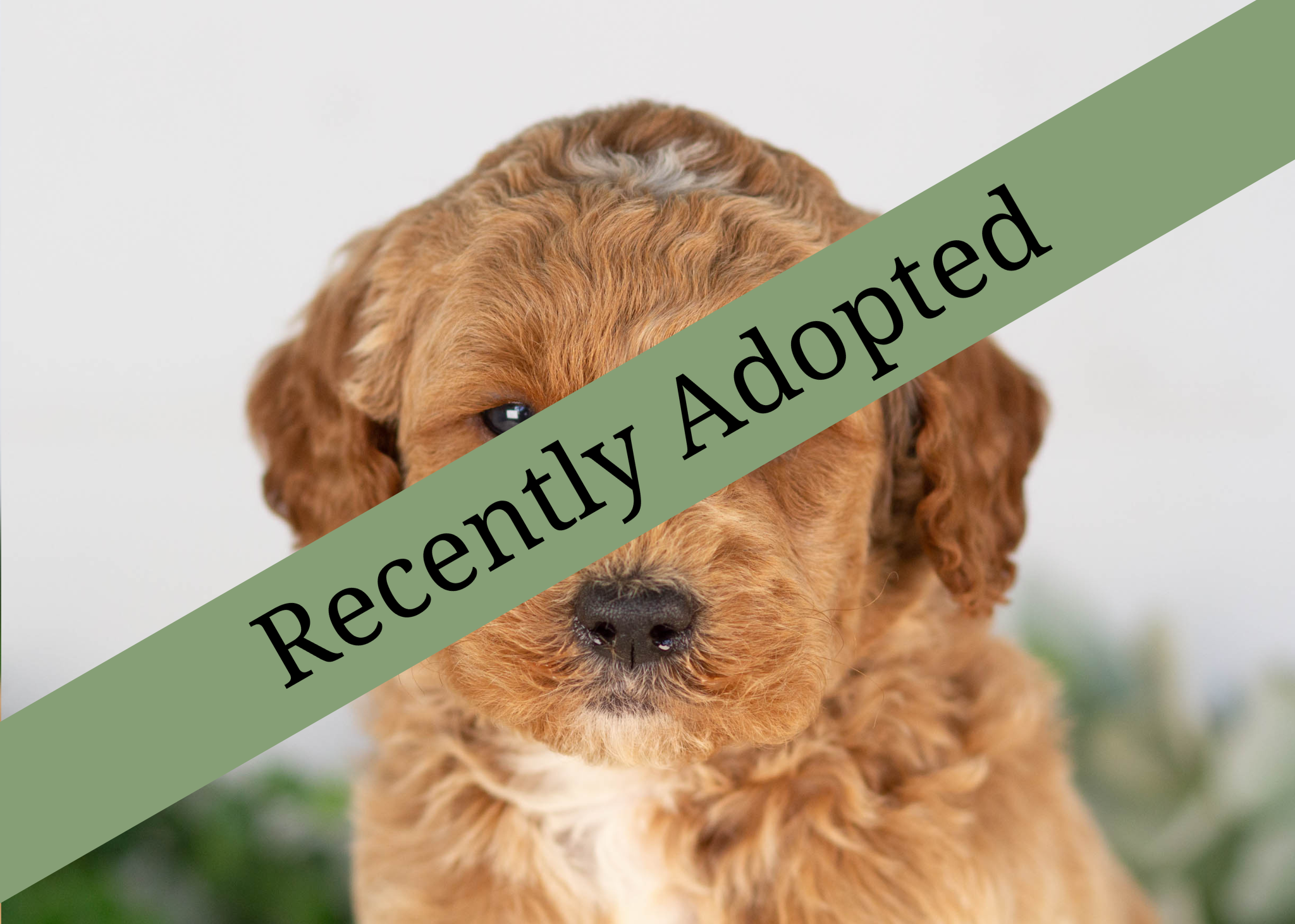 Mini Goldendoodles for Adoption — Family Bred Puppies