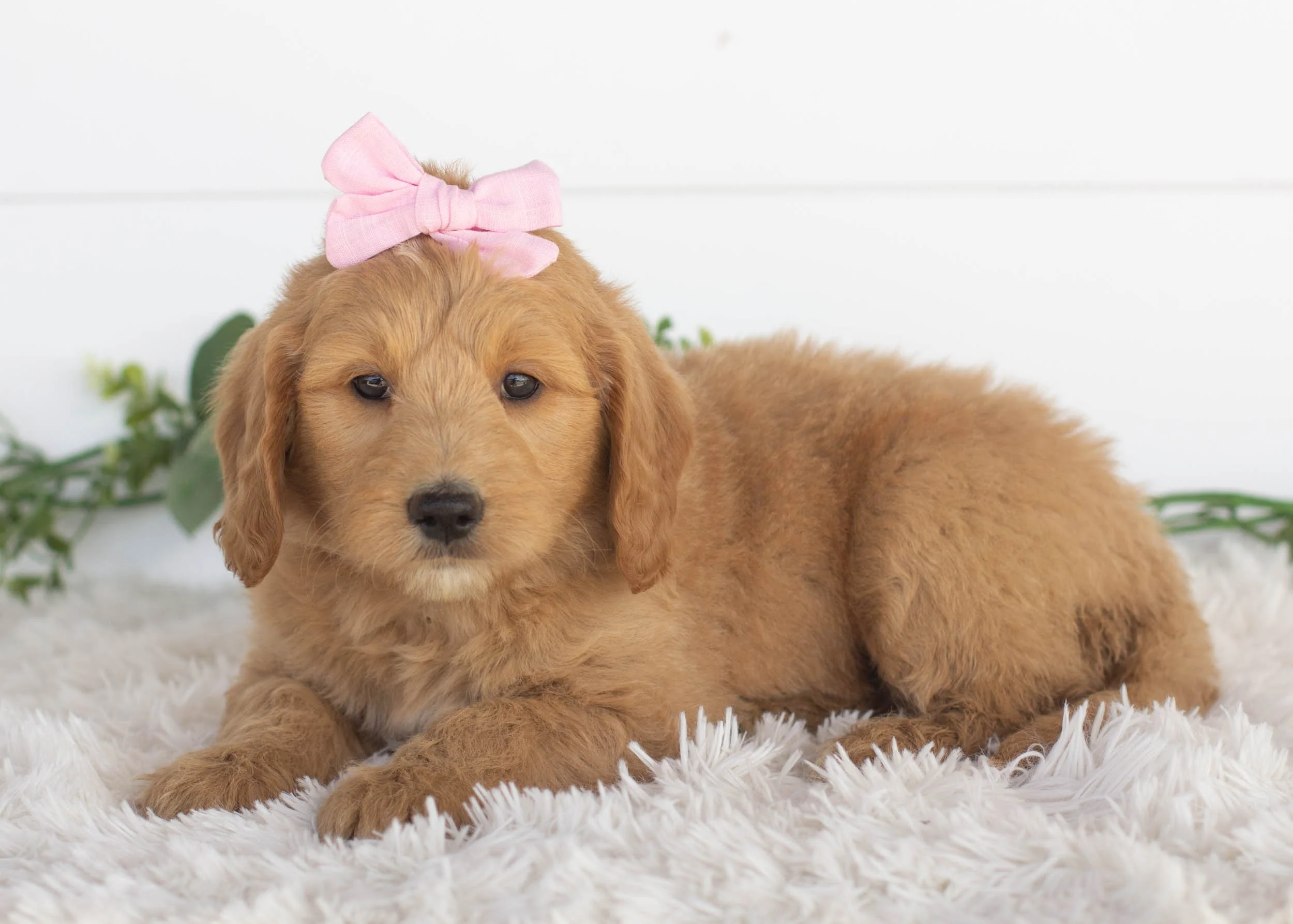 Medium Goldendoodles — Family Bred Puppies