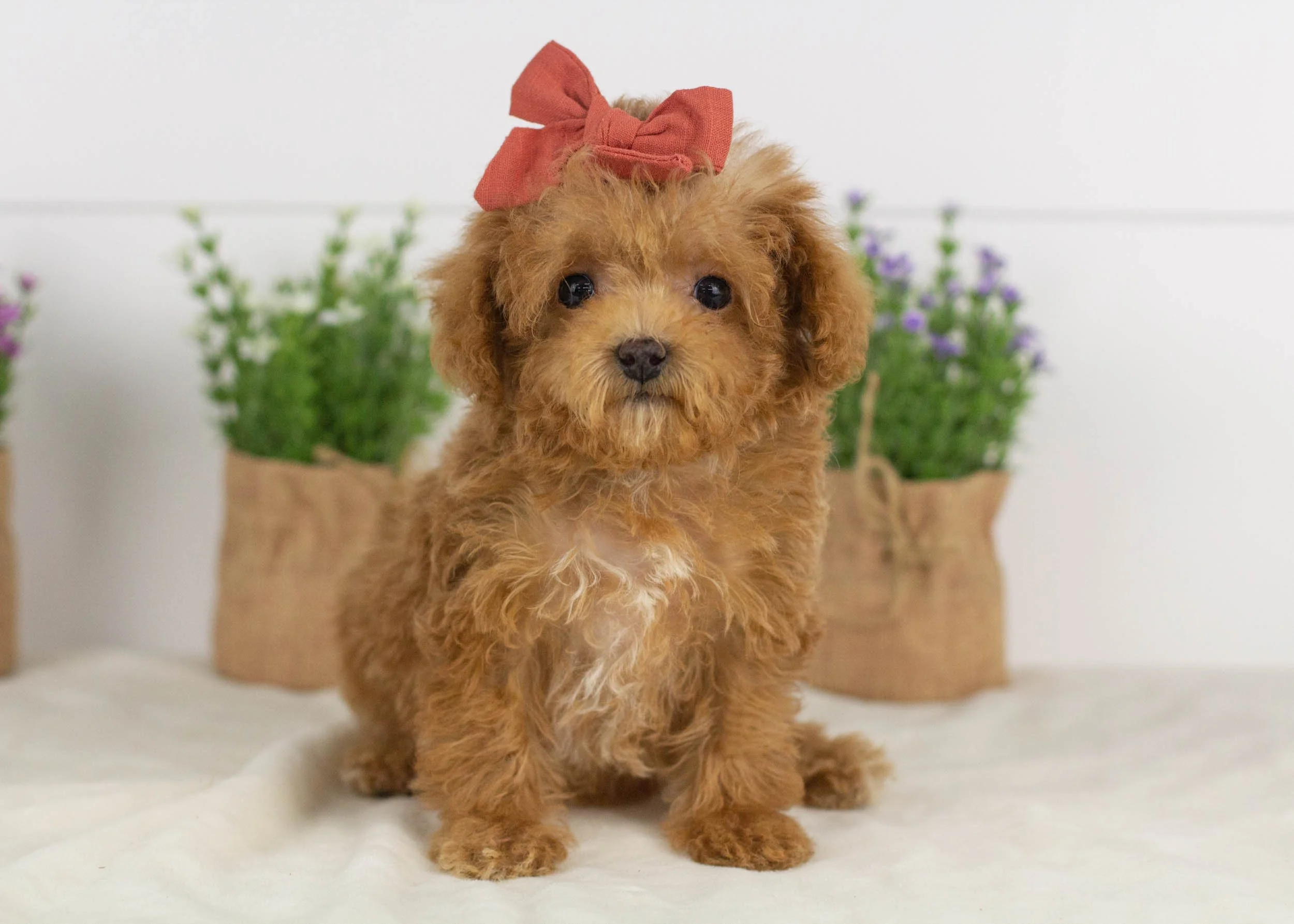 Toy Goldendoodles For Adoption — Family Bred Puppies