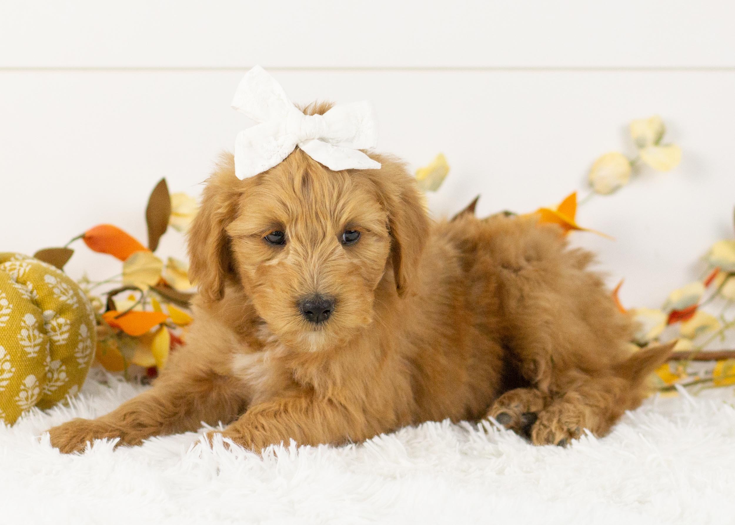 Medium Goldendoodles — Family Bred Puppies