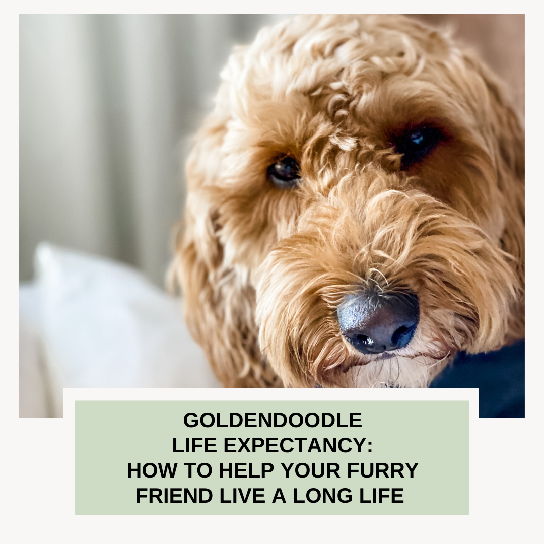 Goldendoodle Life Expectancy — Family Bred Puppies