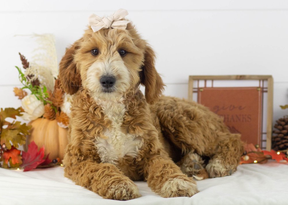 Medium Goldendoodles — Family Bred Puppies