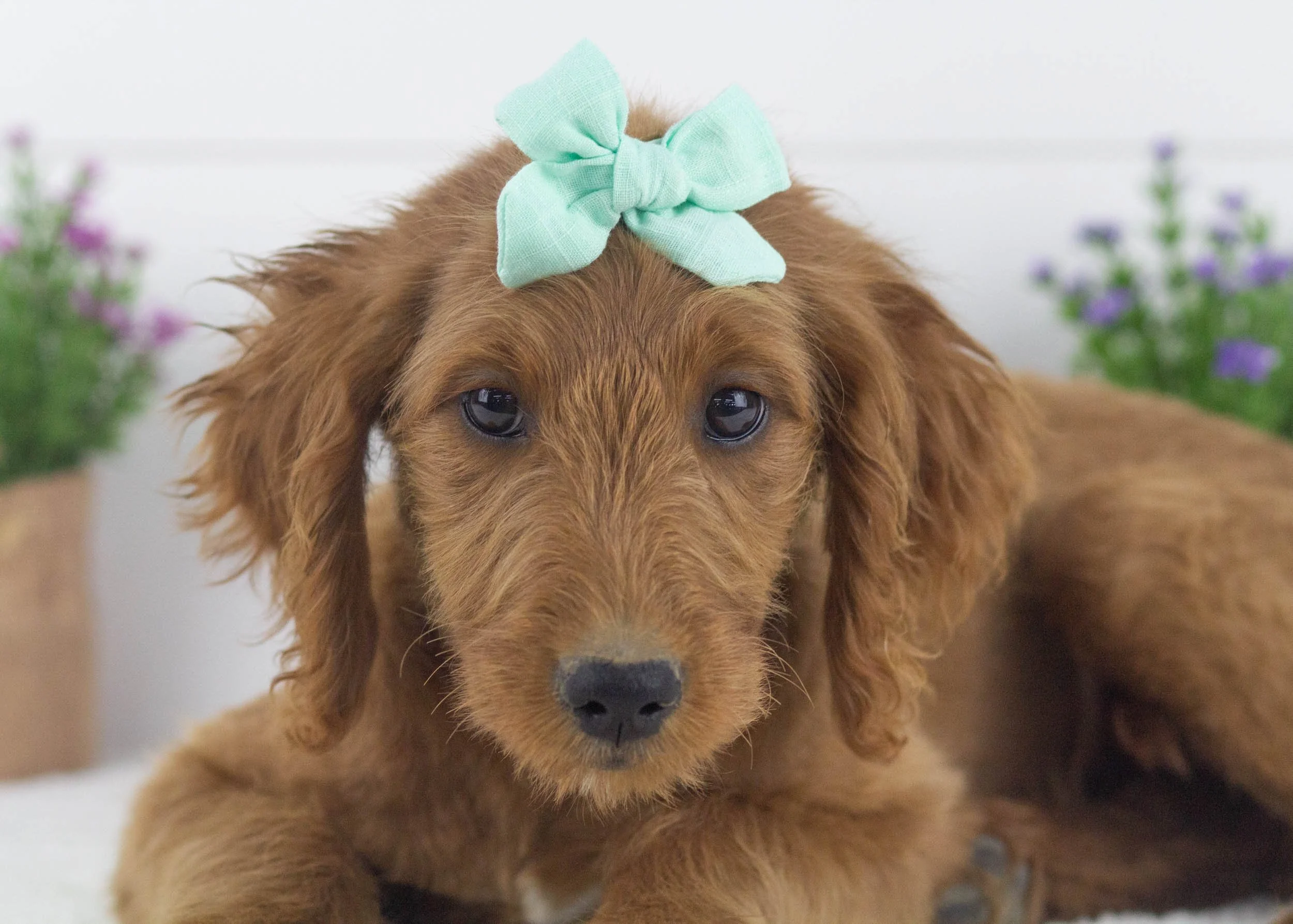 Medium Goldendoodles — Family Bred Puppies