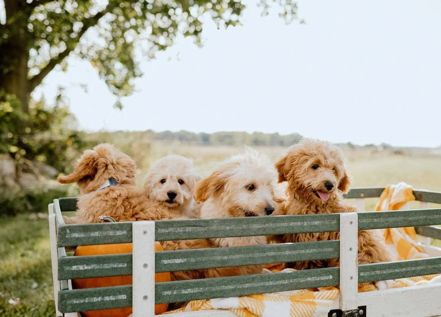 Goldendoodle Puppies - Available Puppies for Adoption - Family Bred Puppies