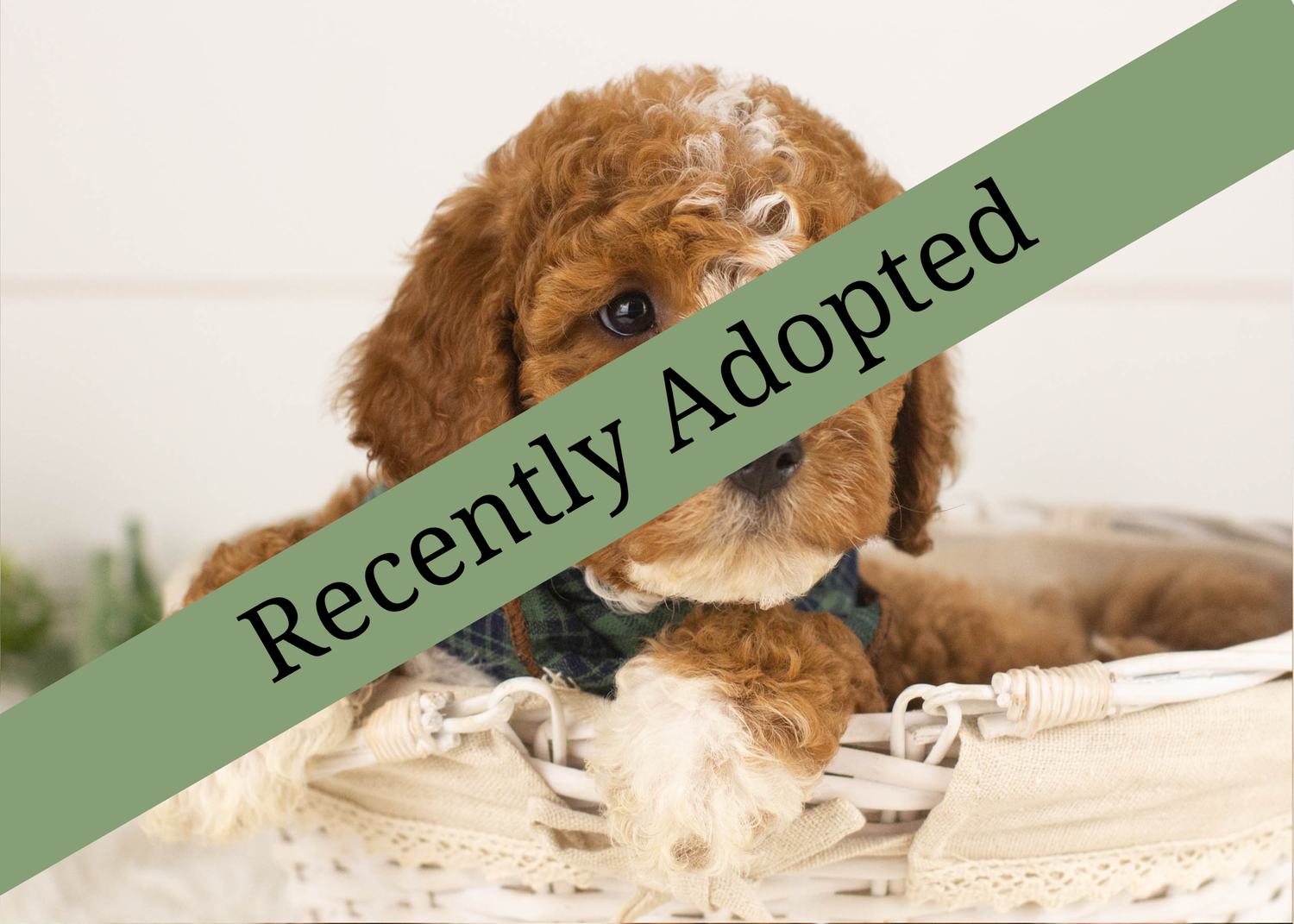 Mini Goldendoodles for Adoption — Family Bred Puppies