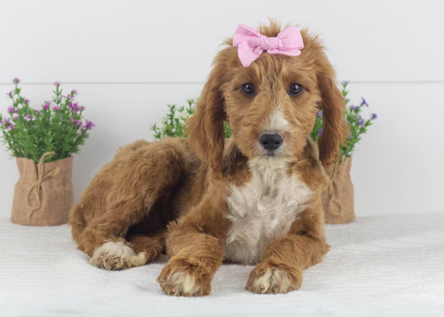 Medium Goldendoodles — Family Bred Puppies