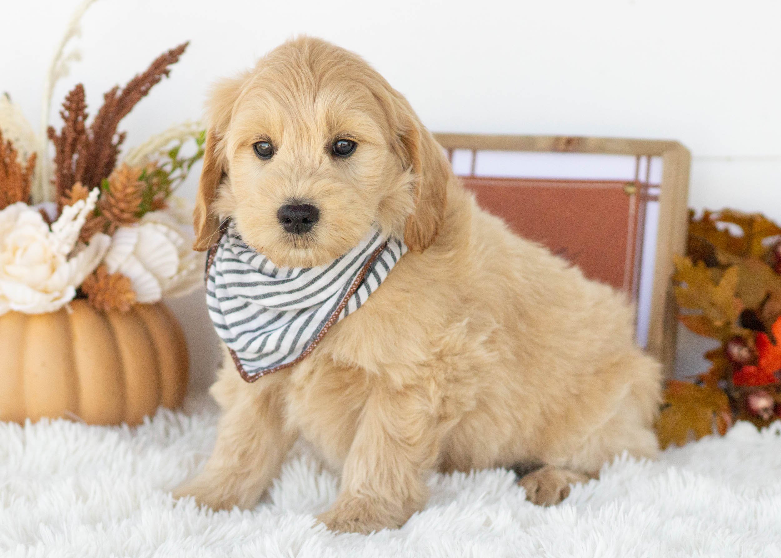 Mini Goldendoodles for Adoption — Family Bred Puppies