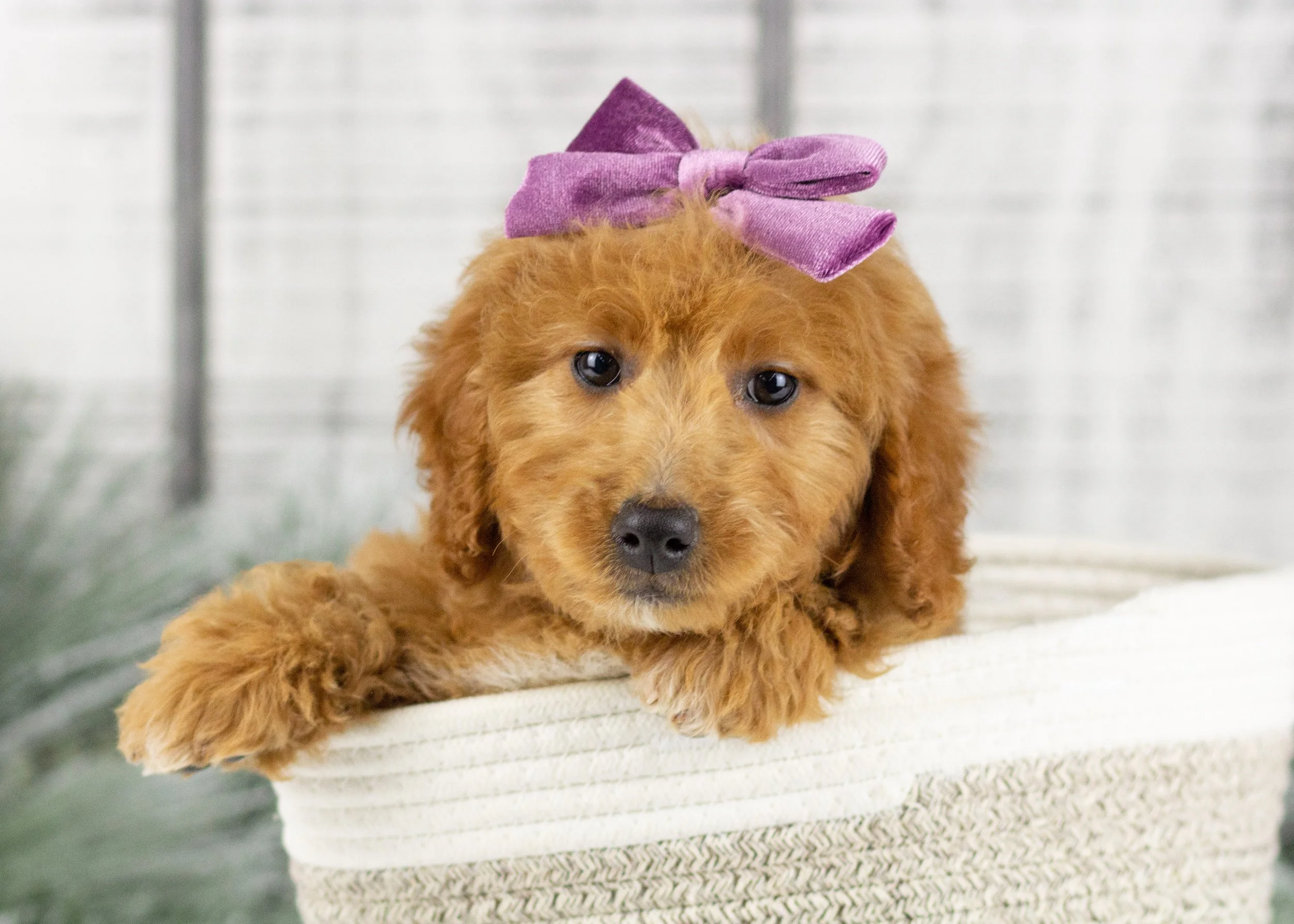 Micro GoldenDoodles For Adoption — Family Bred Puppies