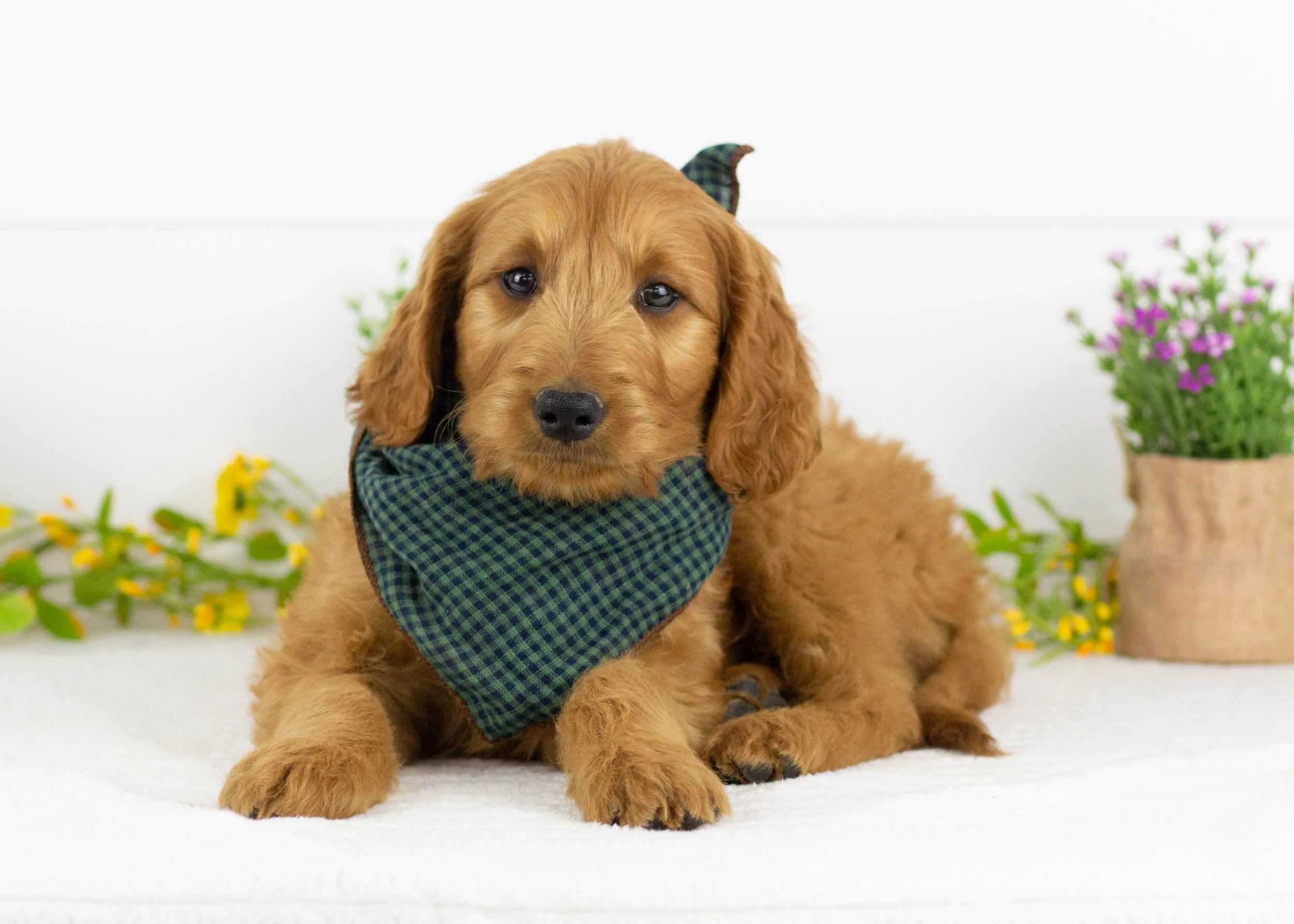 Medium Goldendoodles — Family Bred Puppies
