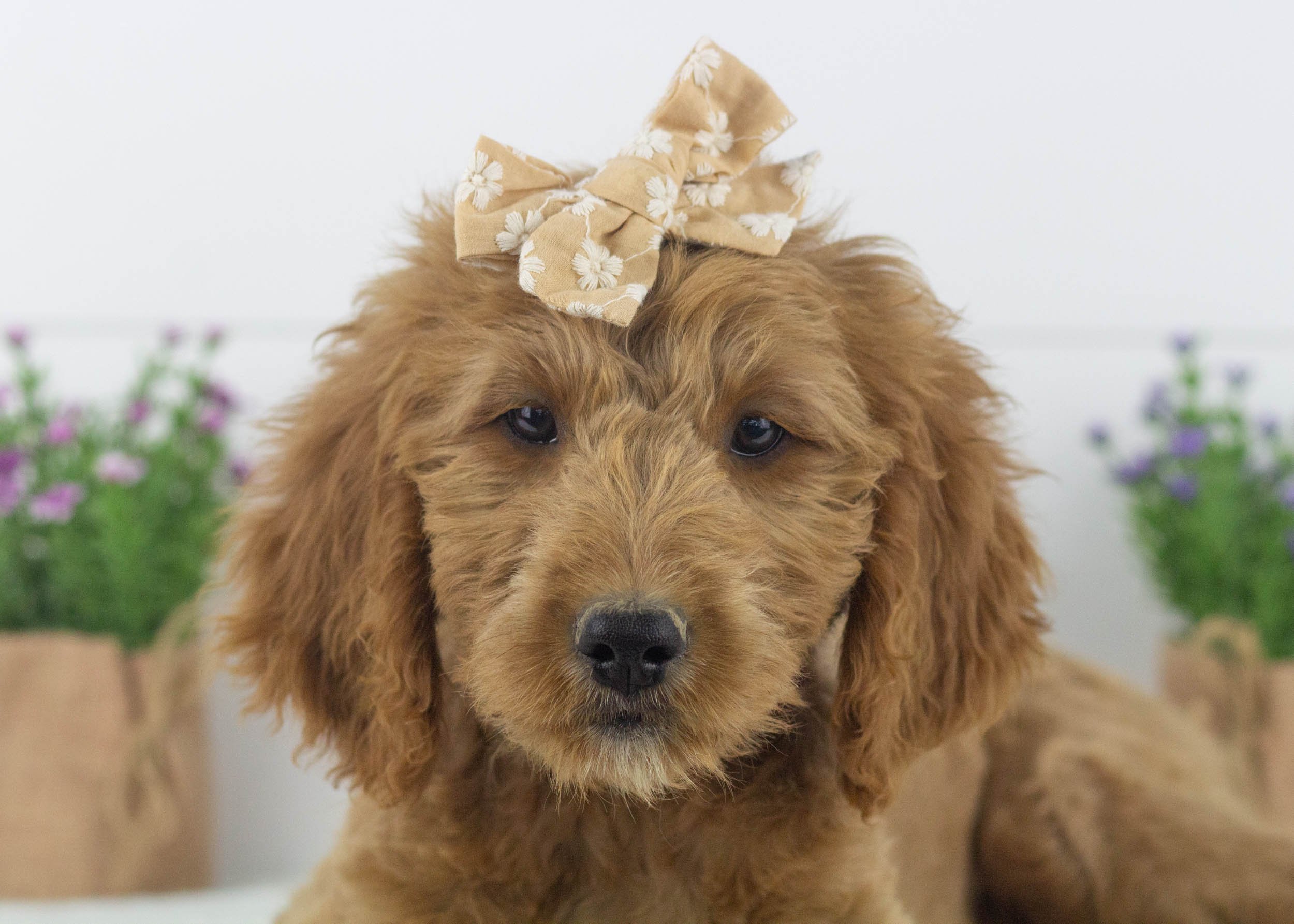Medium Goldendoodles — Family Bred Puppies