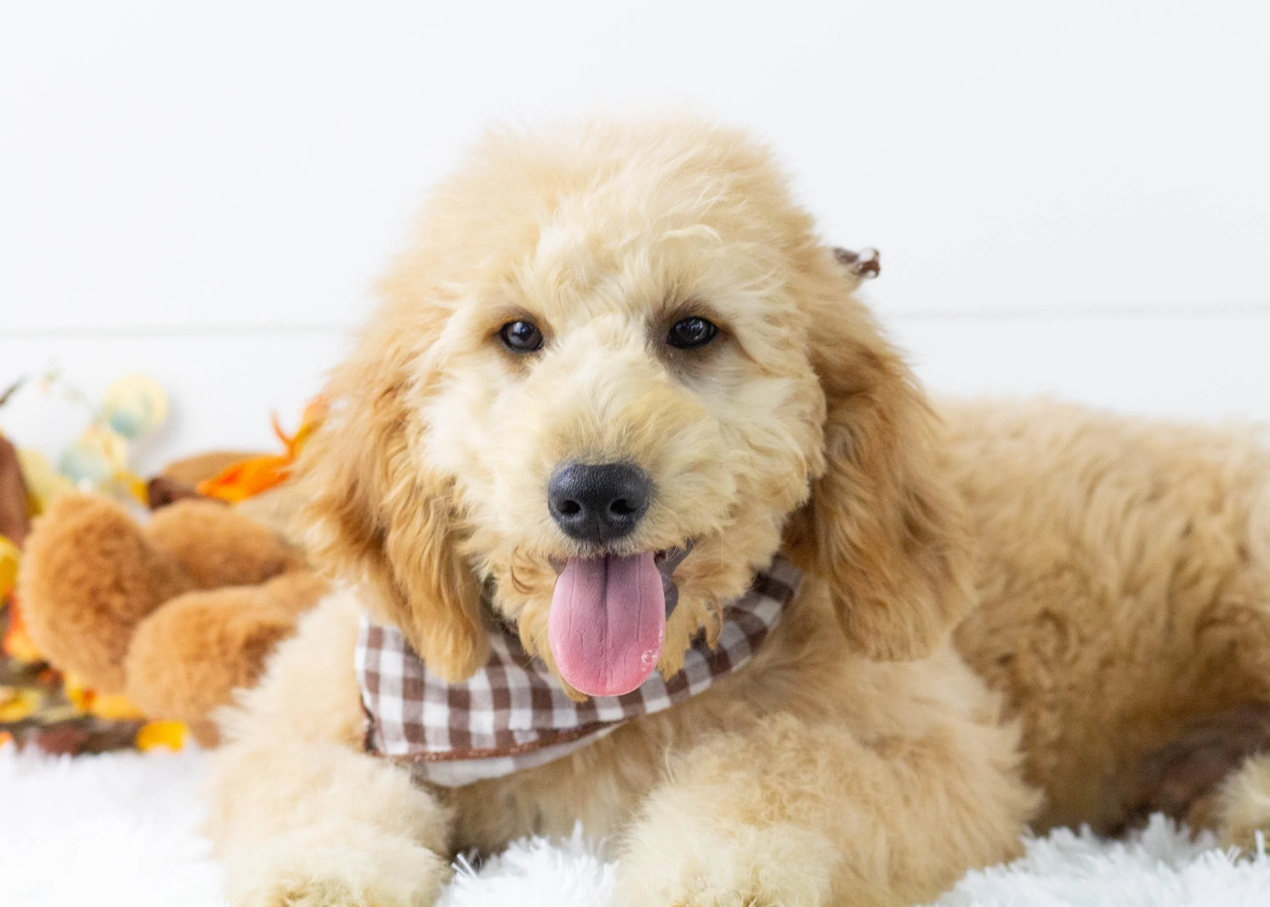 Mini Goldendoodles for Adoption — Family Bred Puppies