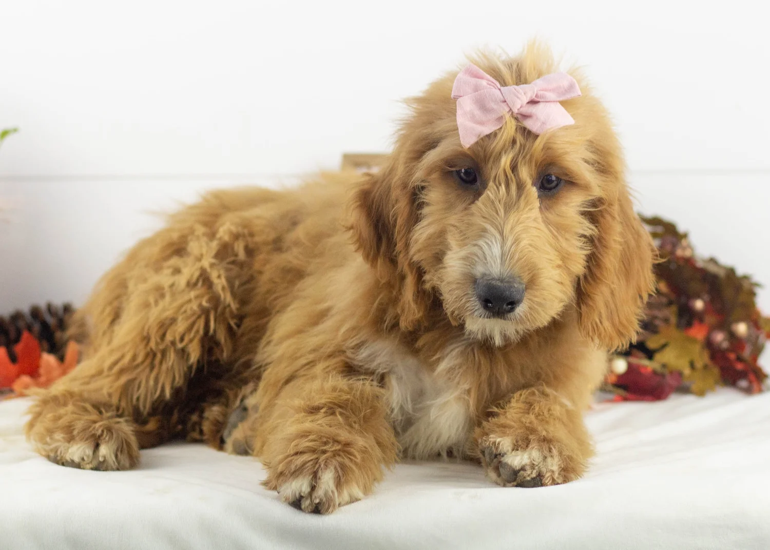 Medium Goldendoodles — Family Bred Puppies