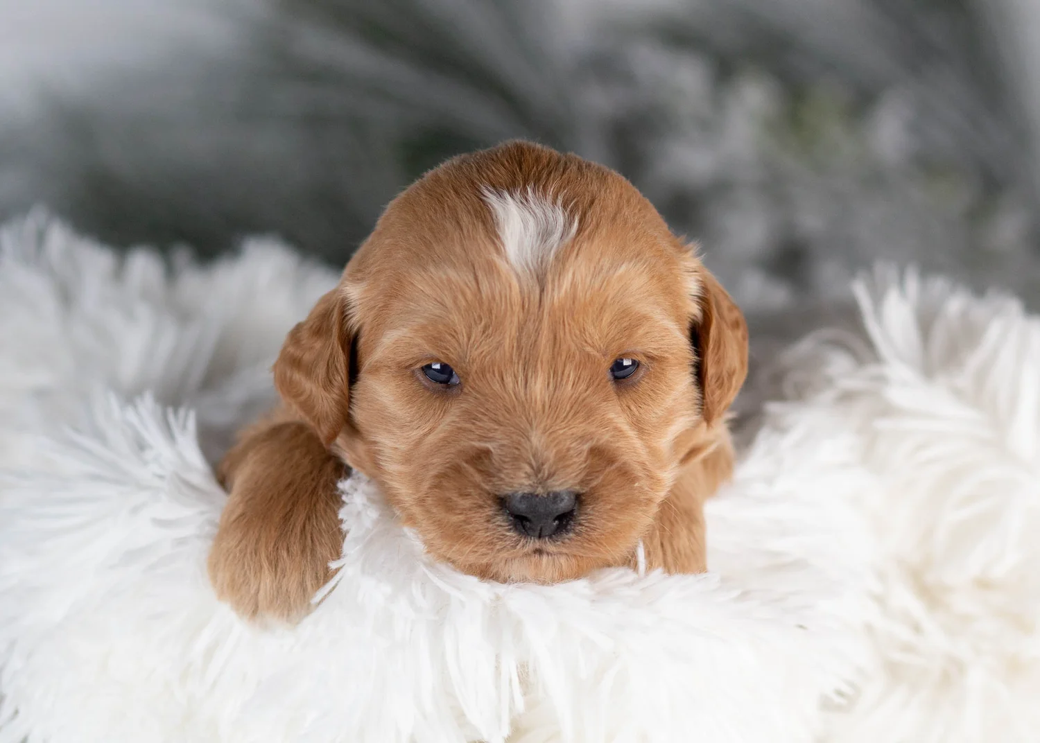 Medium Goldendoodles — Family Bred Puppies