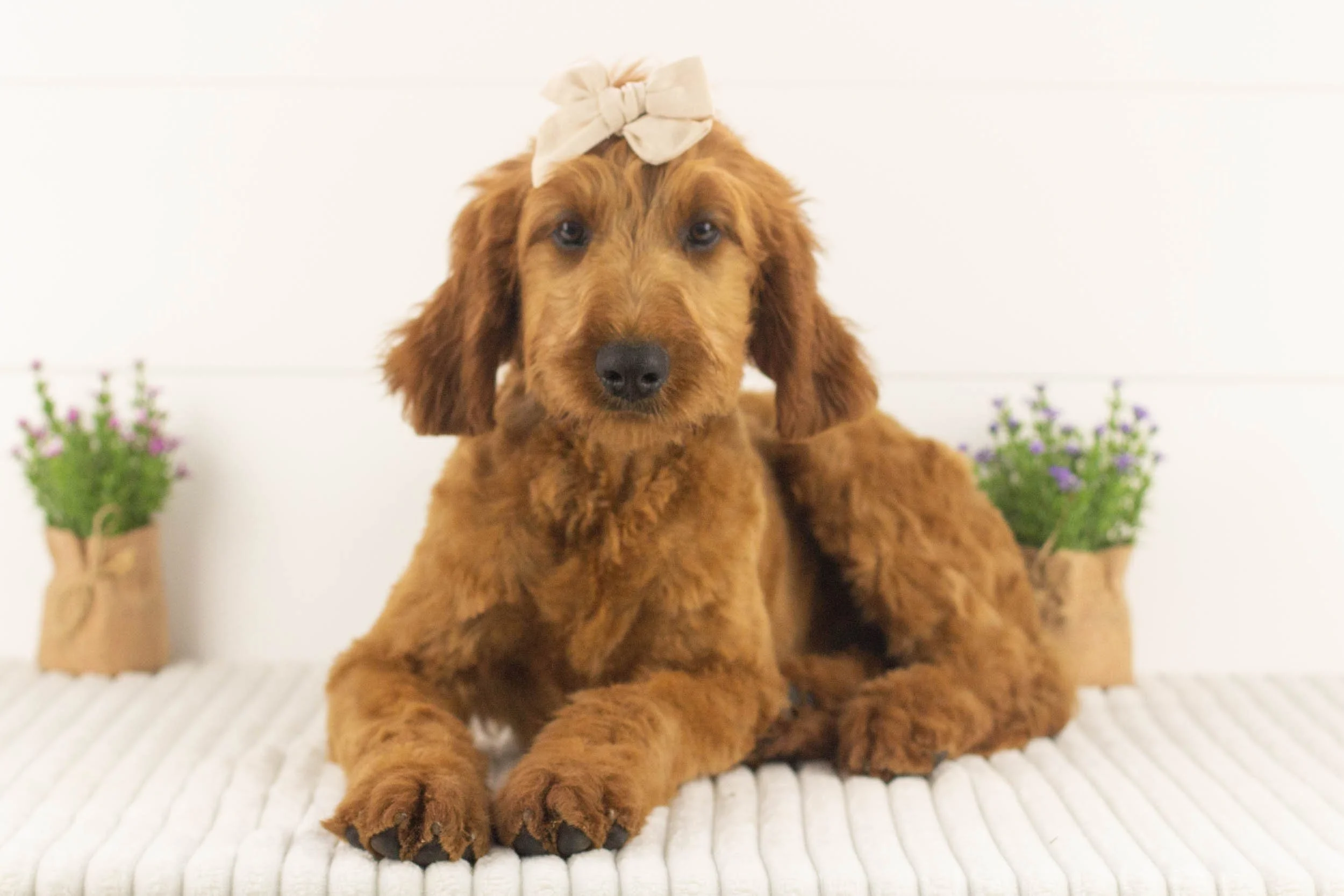 Medium Goldendoodles — Family Bred Puppies